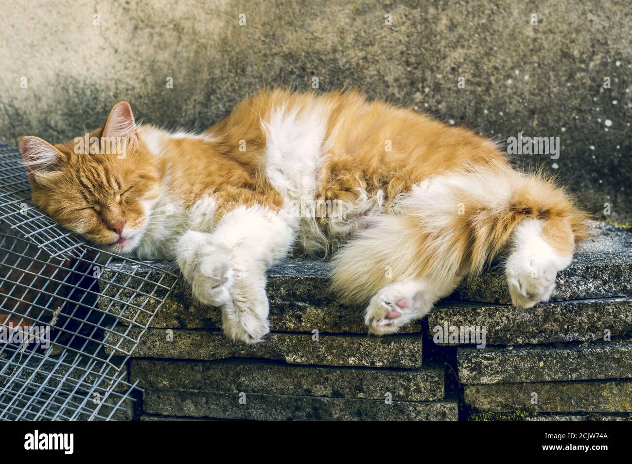 Concrete wire mesh hi-res stock photography and images - Alamy