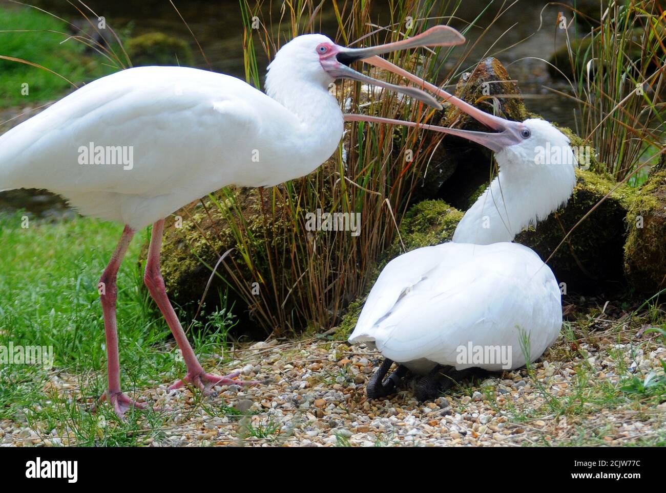 Spoon shaped beak hi-res stock photography and images - Alamy