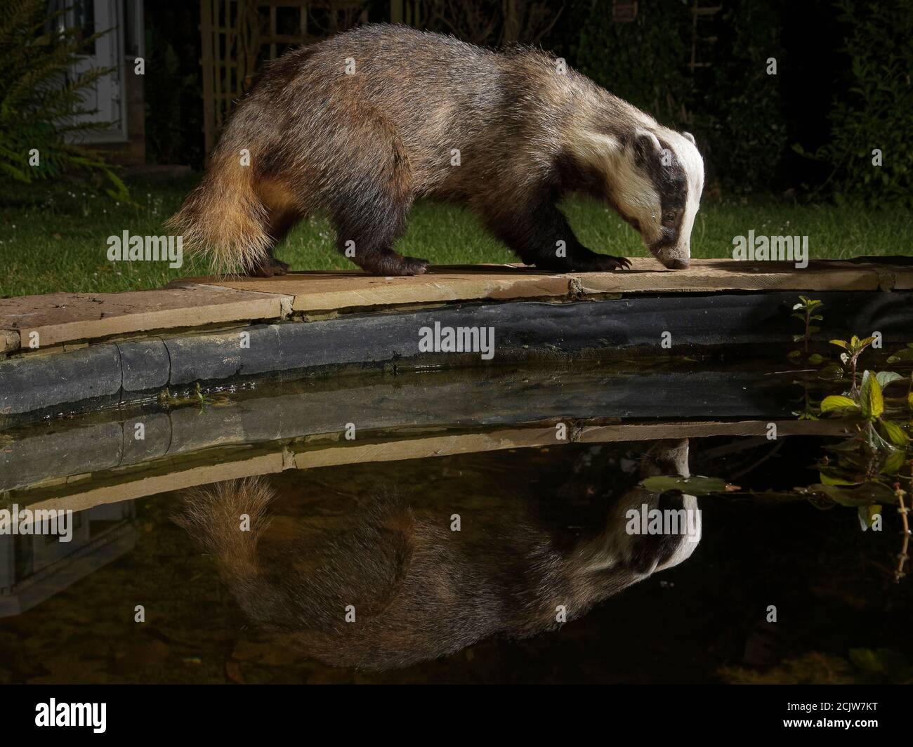 European badger (Meles meles) reflected in a garden wildlife pond it is ...