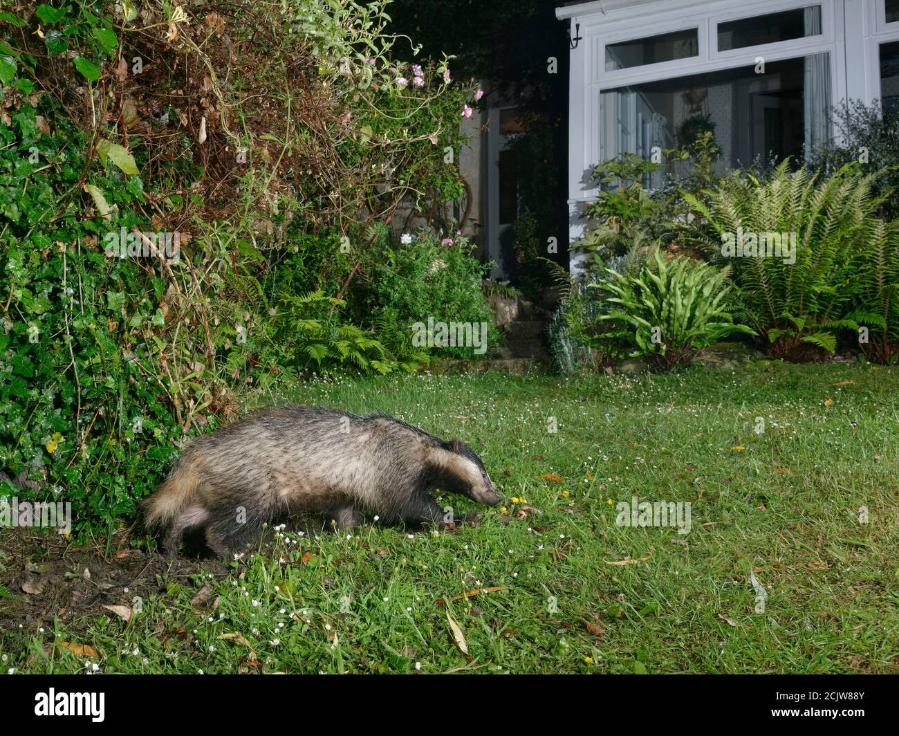 European badger (Meles meles) digging in a garden lawn close to a house ...