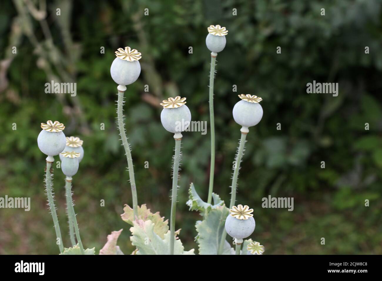 Closeup of poppy buds in a field under the sunlight with a blurry ...