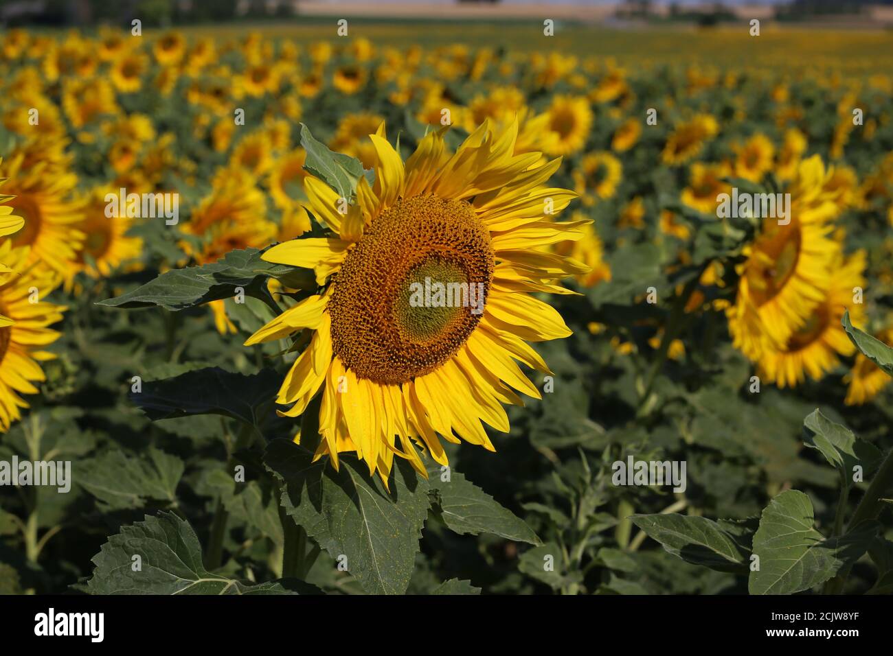 Beautiful bright-colored sunflowers and green plants Stock Photo - Alamy
