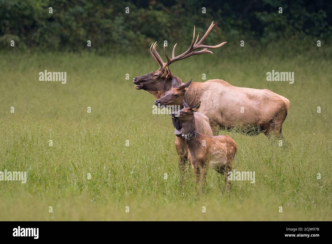 Generations of Elk Stock Photo - Alamy