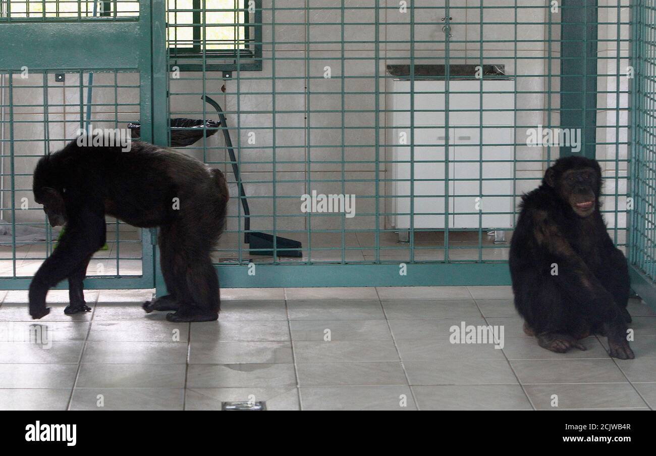 Poor conditions zoo hi-res stock photography and images - Alamy