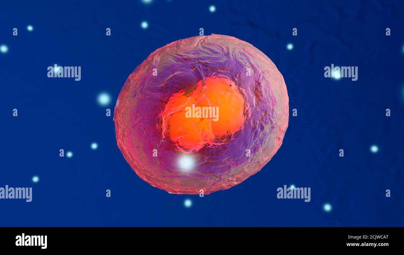 3D Illustration of Mitosis or cell division of biological stem cells ...