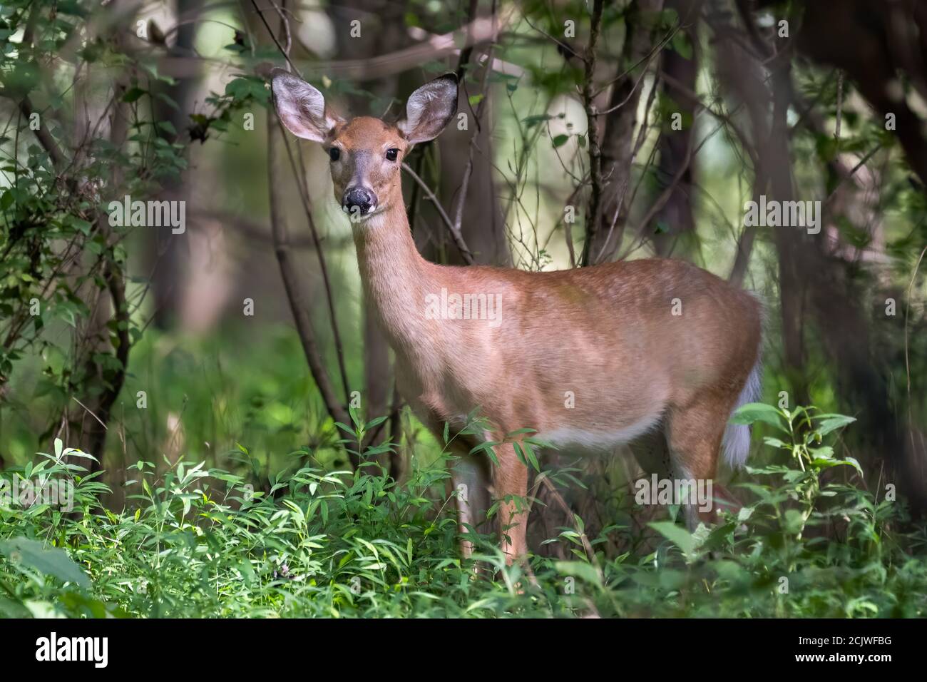 Green parks forest field hi-res stock photography and images - Alamy