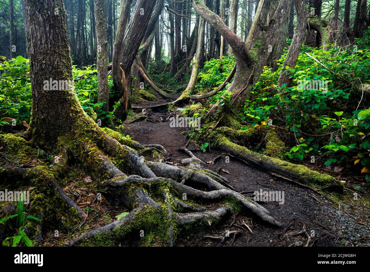 Beautiful and exotic trees in the forest Stock Photo - Alamy