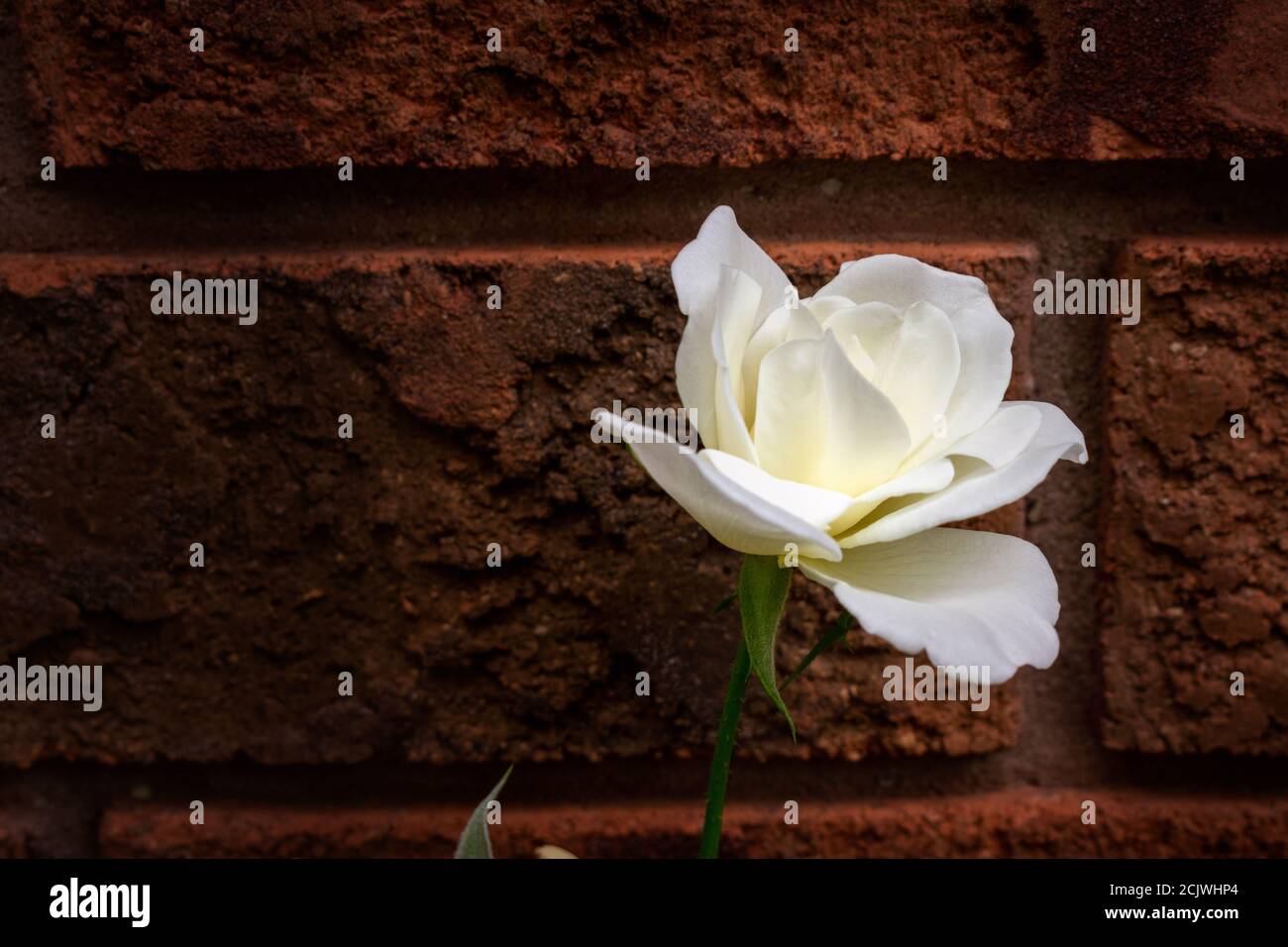 White rose over brick background with copy space Stock Photo - Alamy