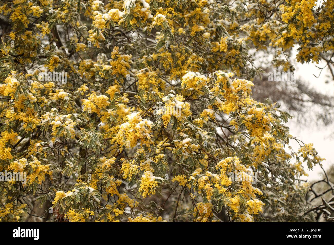 Closeup shot of an acacia saligna tree Stock Photo - Alamy