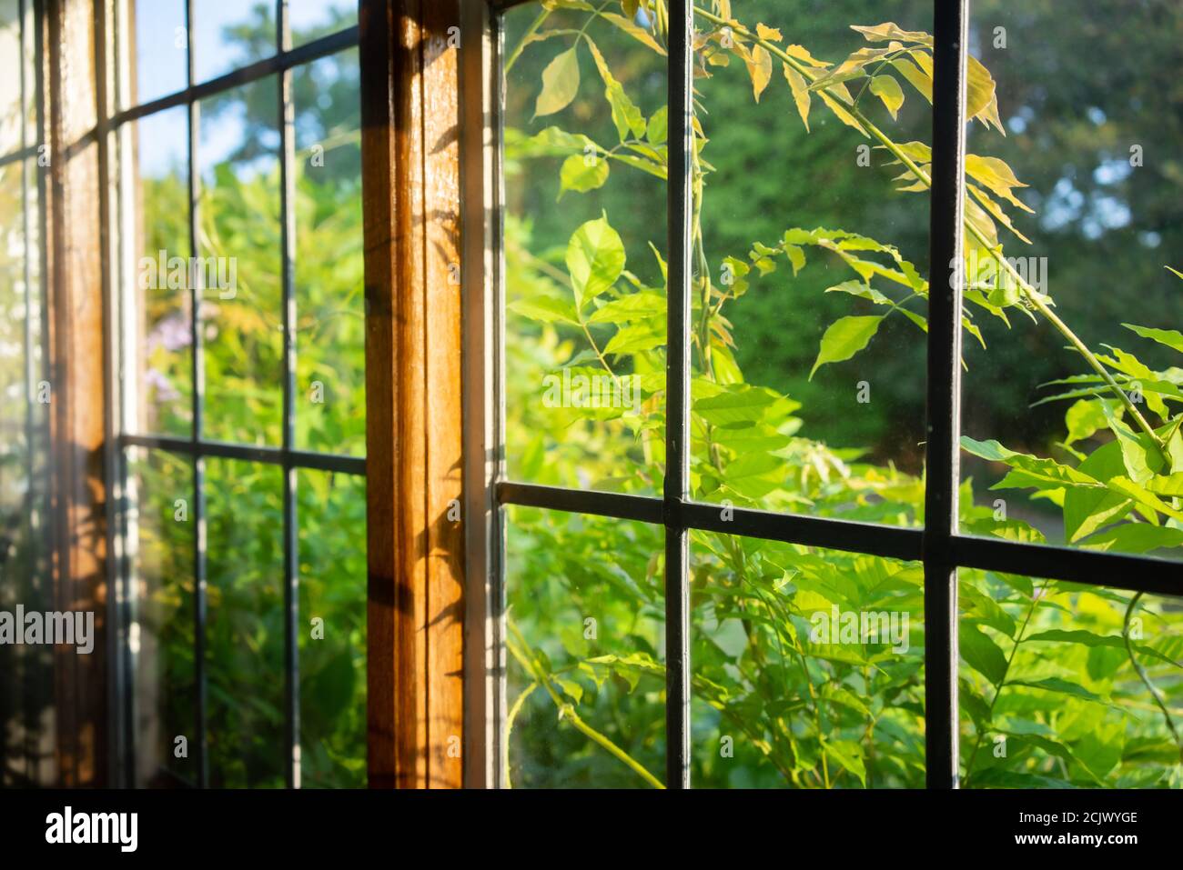 sunlight shines through a window with leaed panes of glass with green ...