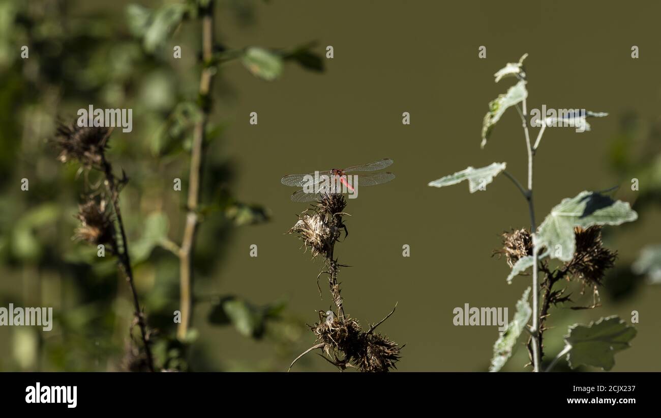 Sympetrum genus hi-res stock photography and images - Alamy