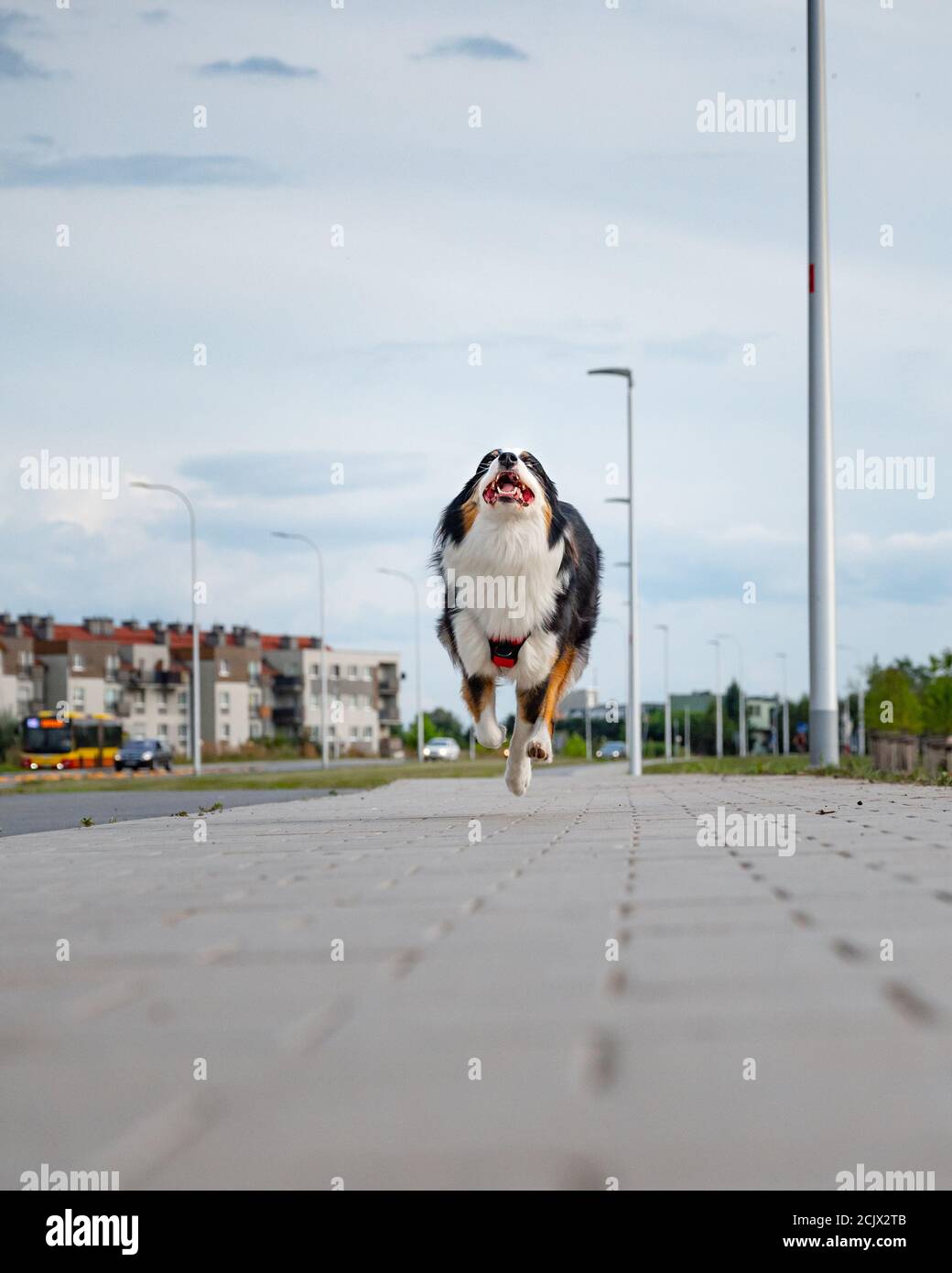Australian shepherd young dog owner hi-res stock photography and images ...