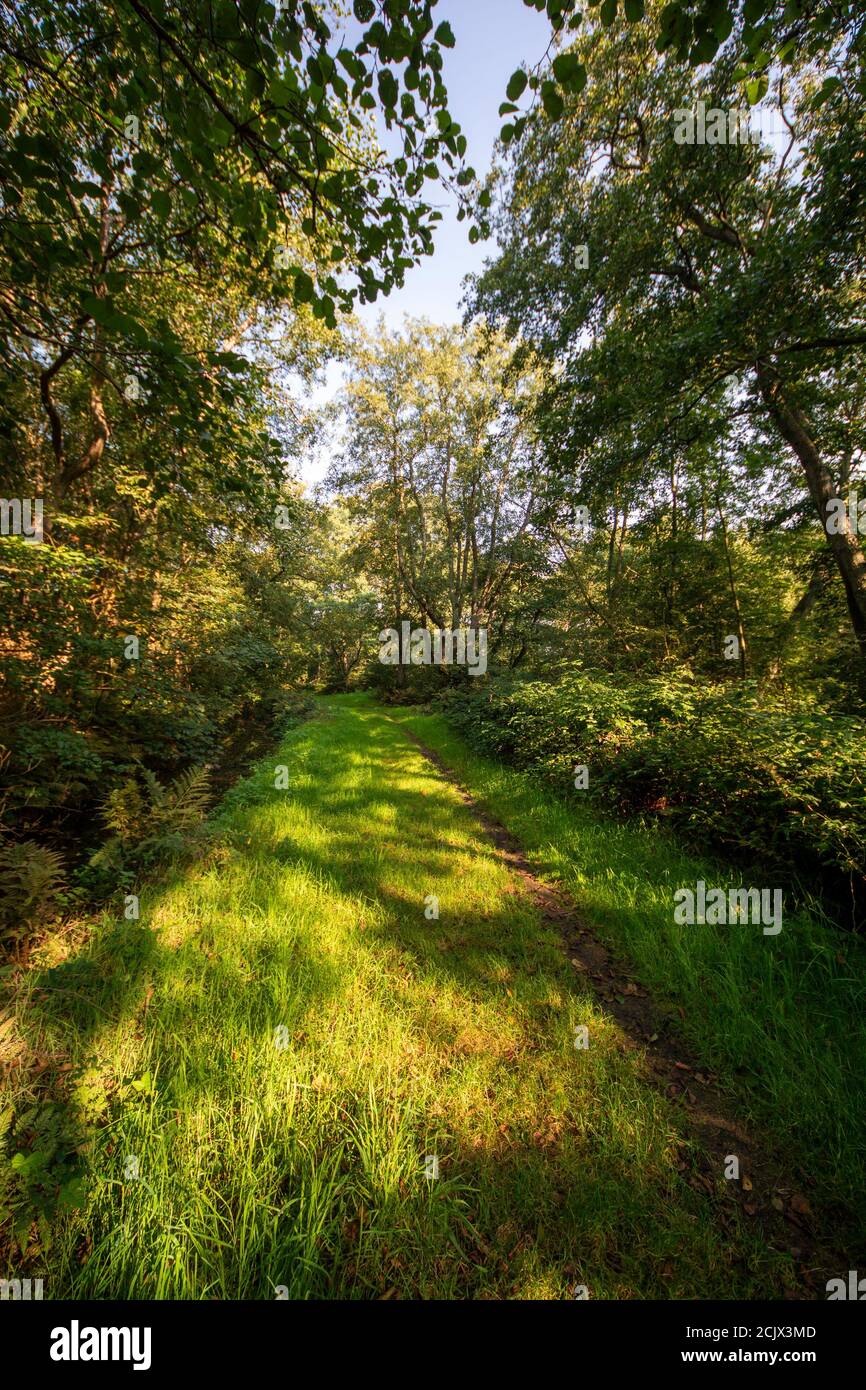 Alderfen hi-res stock photography and images - Alamy
