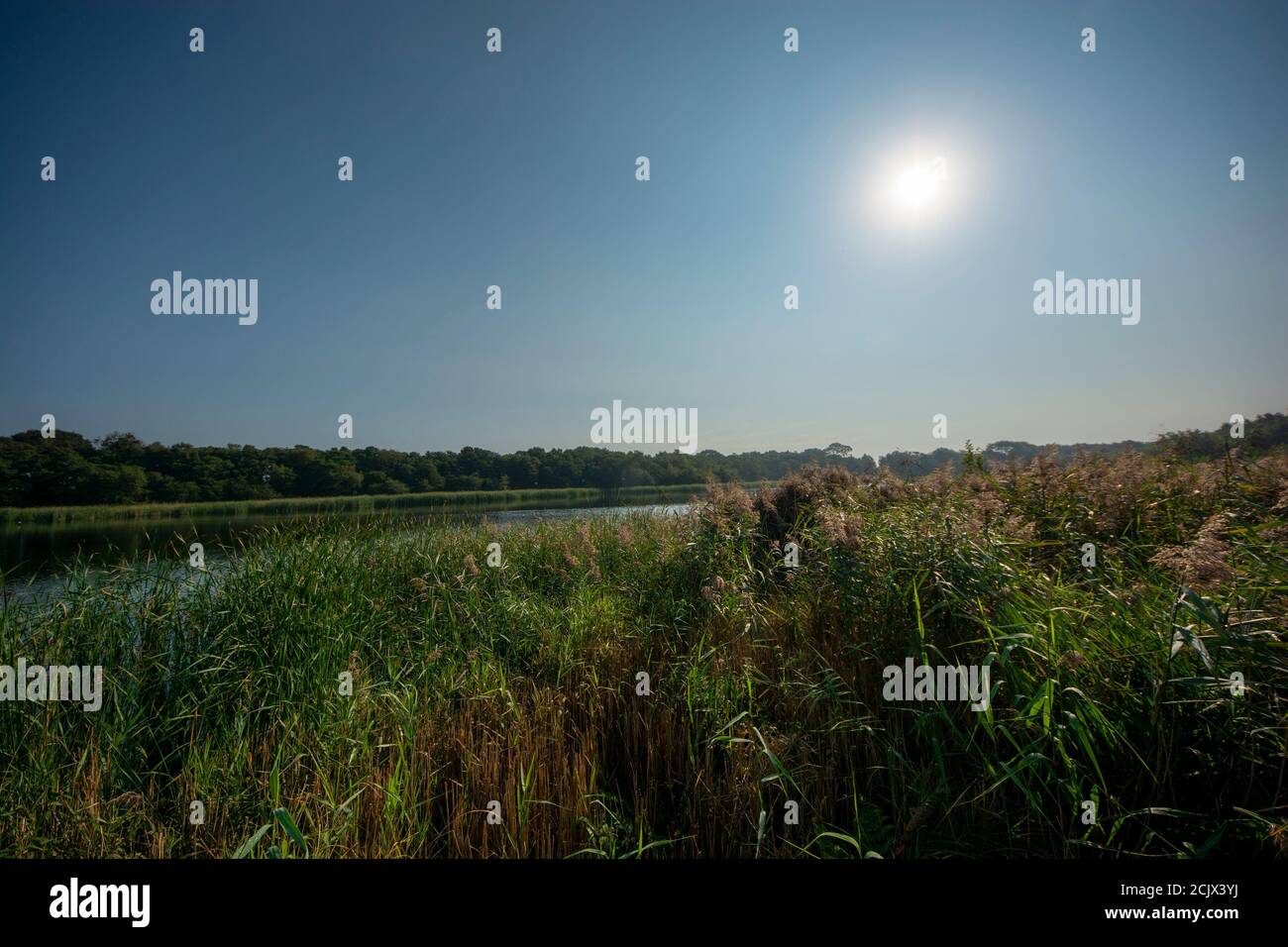 Alderfen hi-res stock photography and images - Alamy