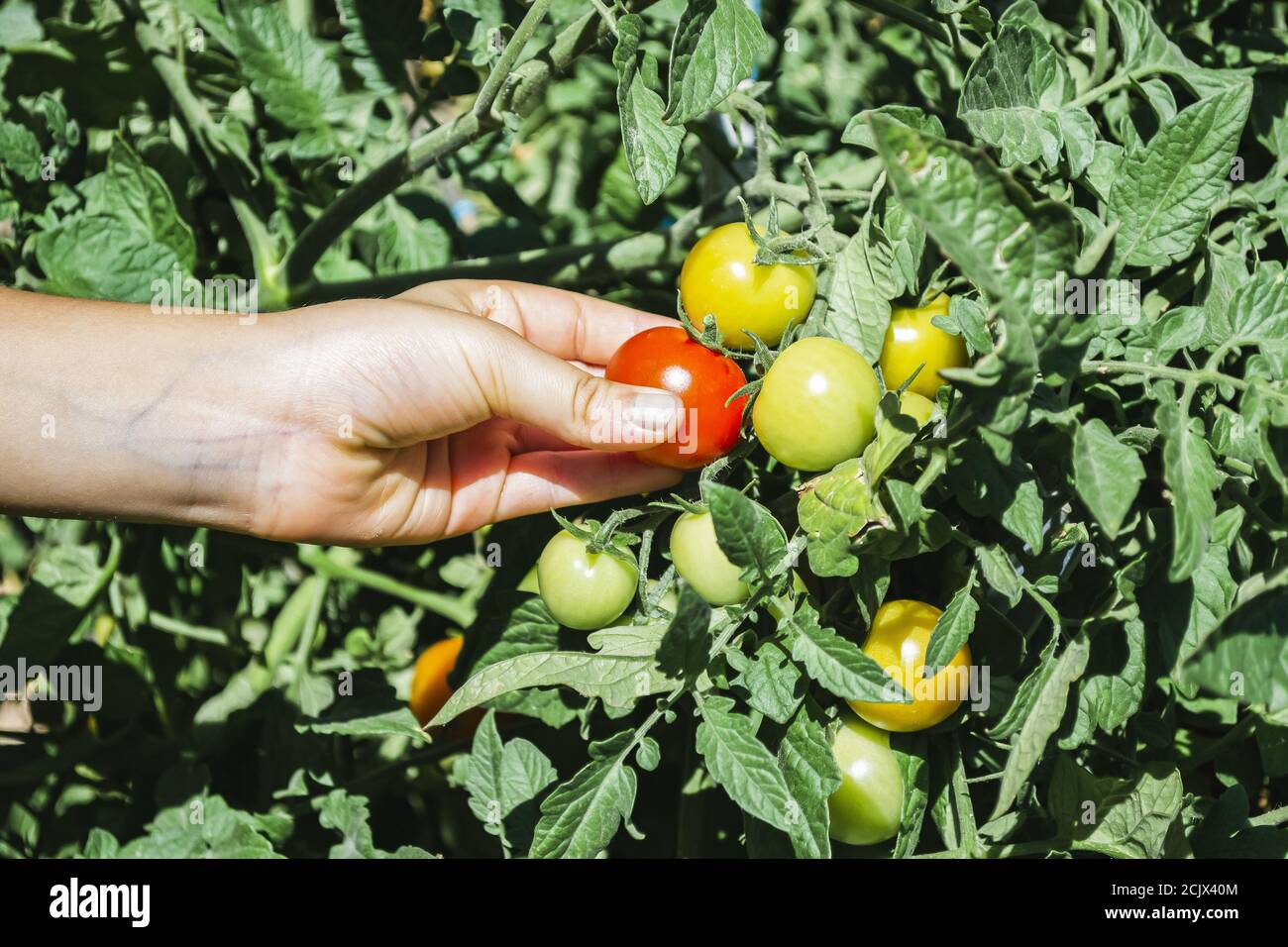 Shot of a hand picking ripe cherry tomatoes in the garden Stock Photo ...