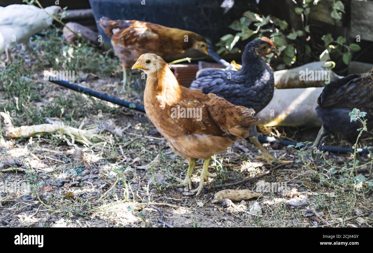 Closeup of chickens in nature Stock Photo - Alamy