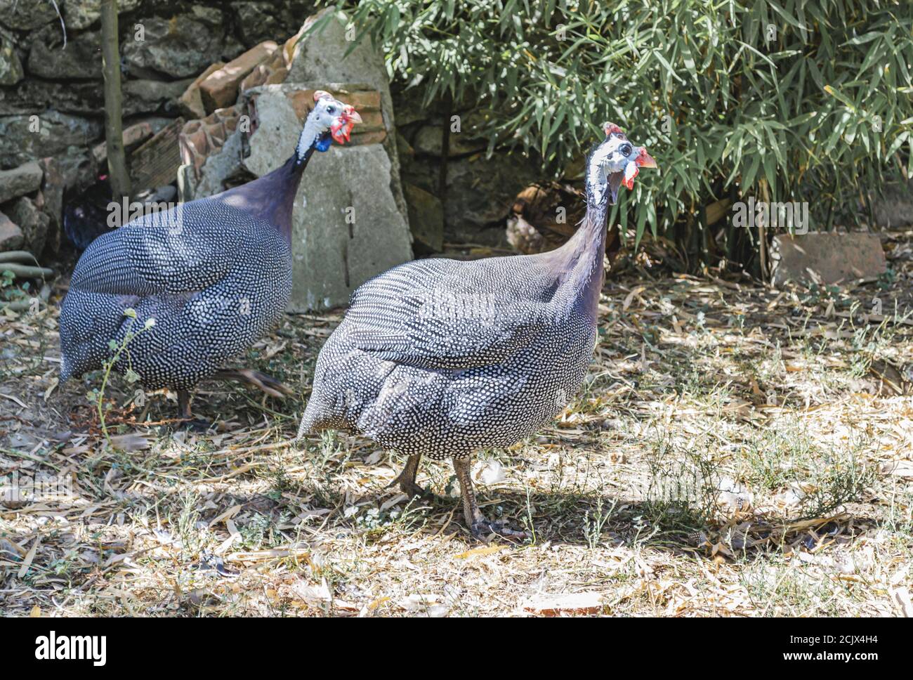 Guinean hens hi-res stock photography and images - Alamy