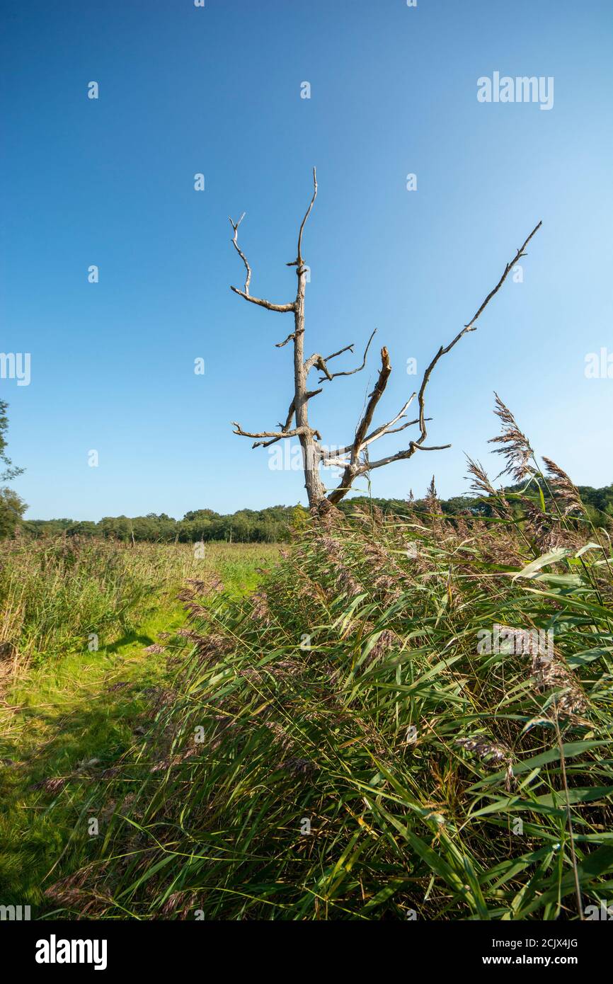 Alderfen hi-res stock photography and images - Alamy