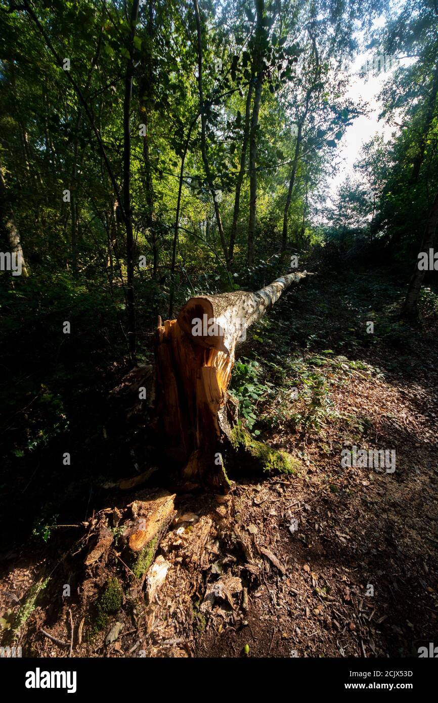 Alderfen hi-res stock photography and images - Alamy