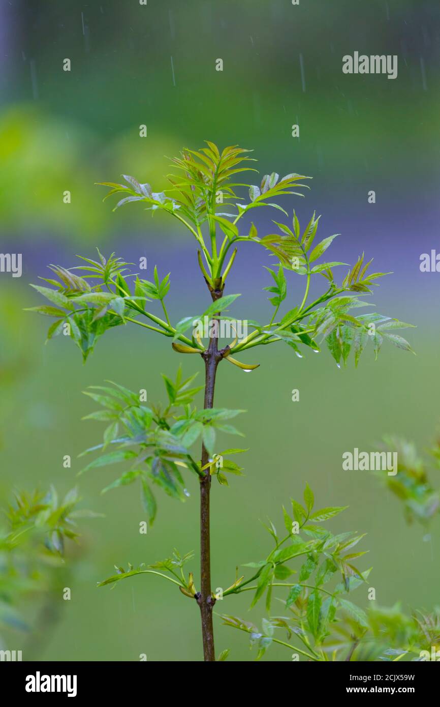 Fresno común fraxinus excelsior hi-res stock photography and images - Alamy