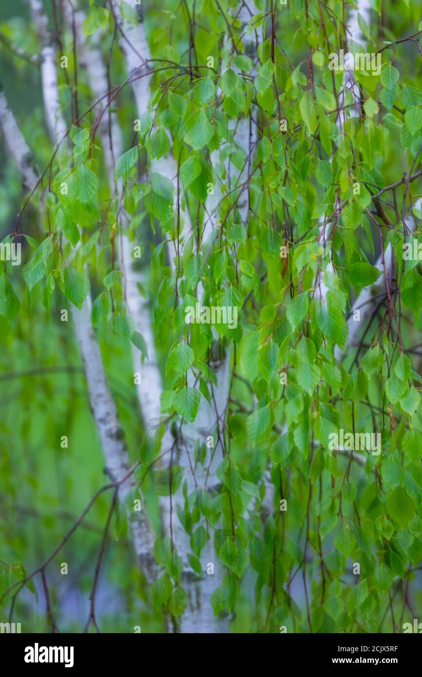ABEDUL - BIRCH (Betula pendula Stock Photo - Alamy