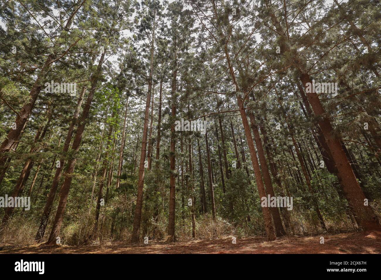 Low angle shot of tall trees in a dense forest Stock Photo - Alamy