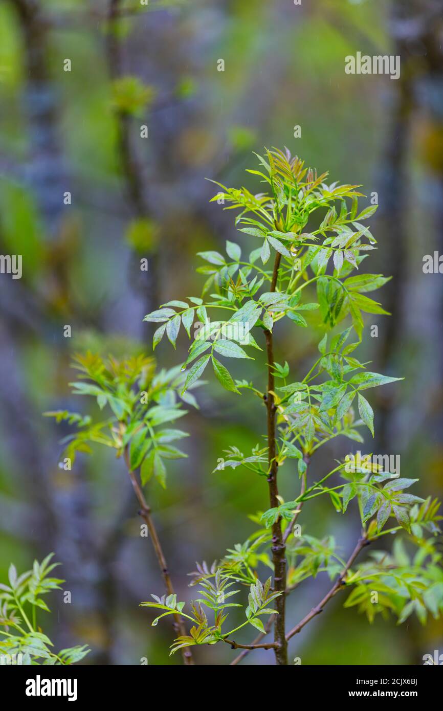 FRESNO COMUN - ASH or EUROPEAN ASH (Fraxinus excelsior Stock Photo - Alamy
