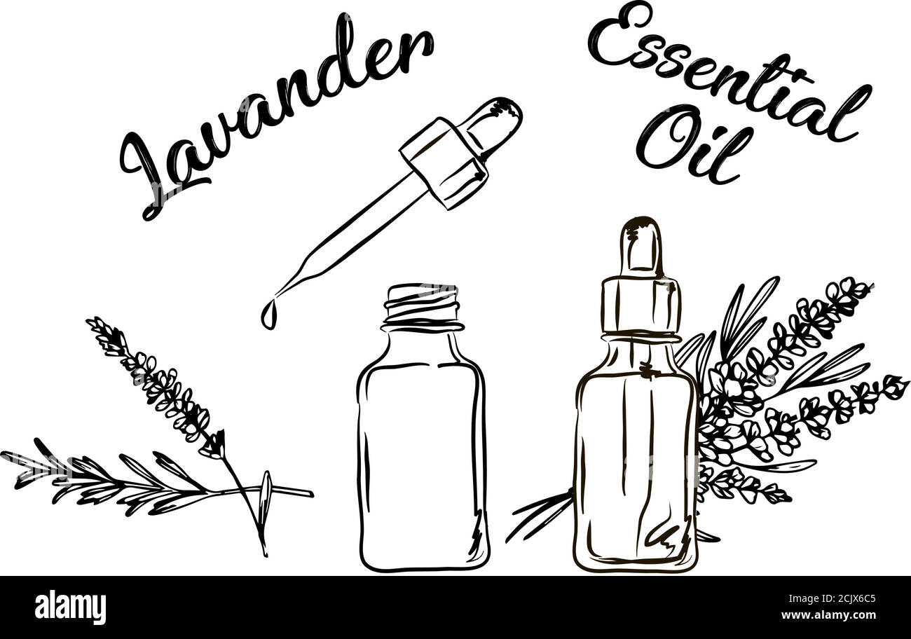 Lavander essential oil bottle and bunch of flowers hand drawn vector ...