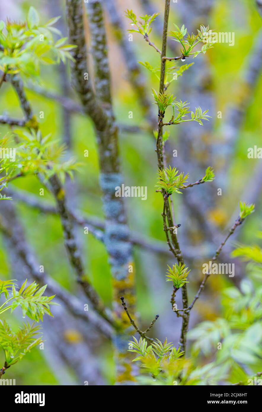 FRESNO COMUN - ASH or EUROPEAN ASH (Fraxinus excelsior Stock Photo - Alamy