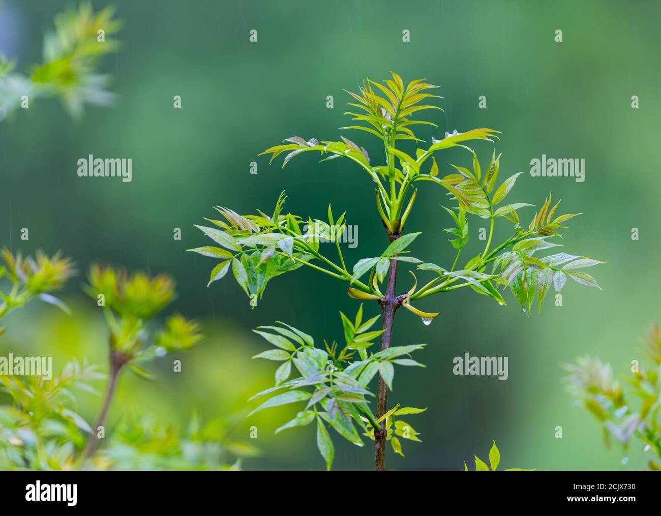 Fresno común fraxinus excelsior hi-res stock photography and images - Alamy