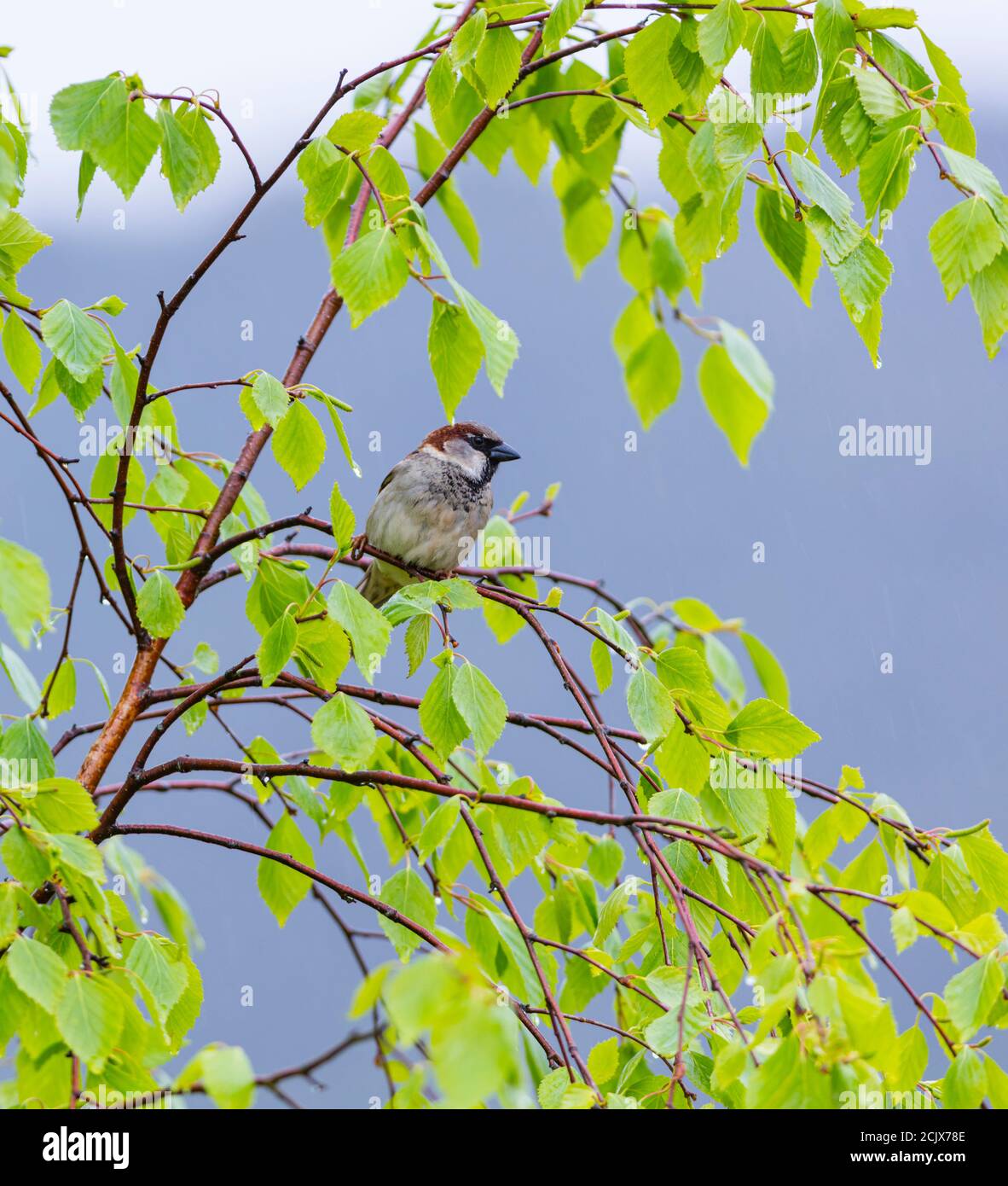 GORRION COMUN - HOUSE SPARROW (Passer domesticus Stock Photo - Alamy