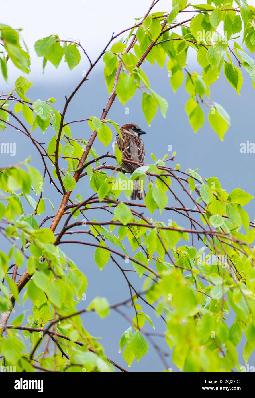 Gorrion Comun House Sparrow High Resolution Stock Photography and ...