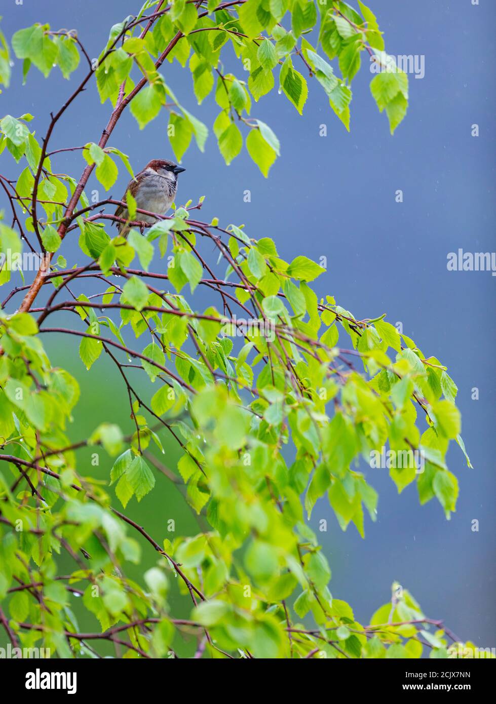 GORRION COMUN - HOUSE SPARROW (Passer domesticus Stock Photo - Alamy