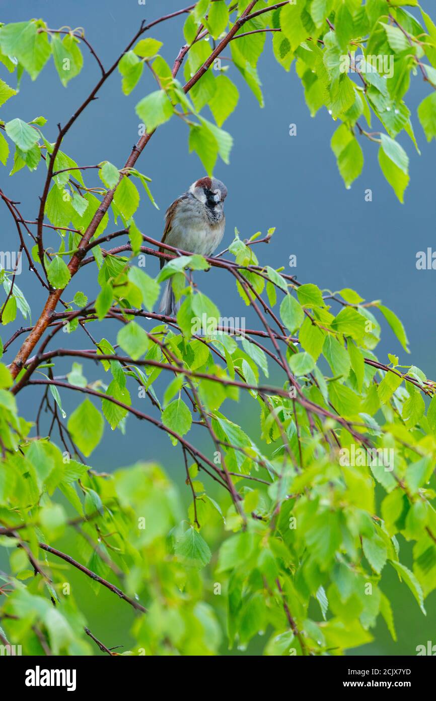 Gorrion comun house sparrow hi-res stock photography and images - Alamy
