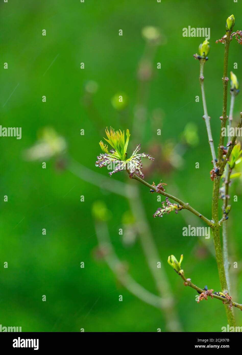 FRESNO COMUN - ASH or EUROPEAN ASH (Fraxinus excelsior Stock Photo - Alamy