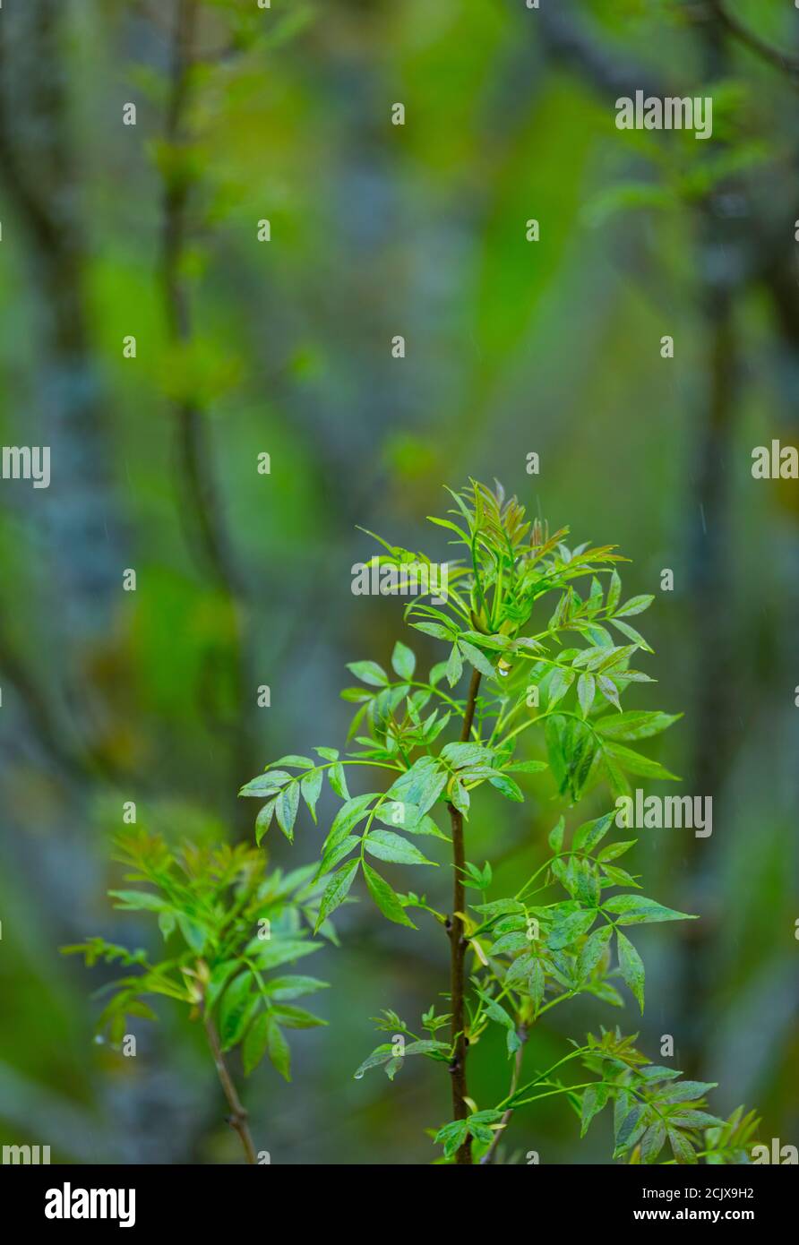 FRESNO COMUN - ASH or EUROPEAN ASH (Fraxinus excelsior Stock Photo - Alamy