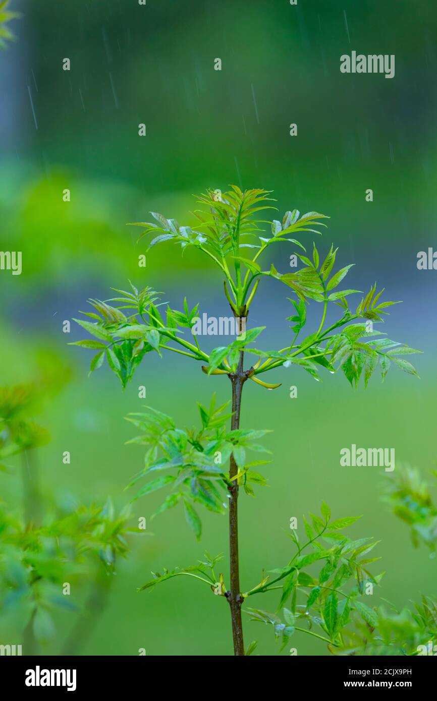 FRESNO COMUN - ASH or EUROPEAN ASH (Fraxinus excelsior Stock Photo - Alamy