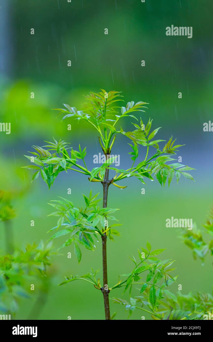 FRESNO COMUN - ASH or EUROPEAN ASH (Fraxinus excelsior Stock Photo - Alamy