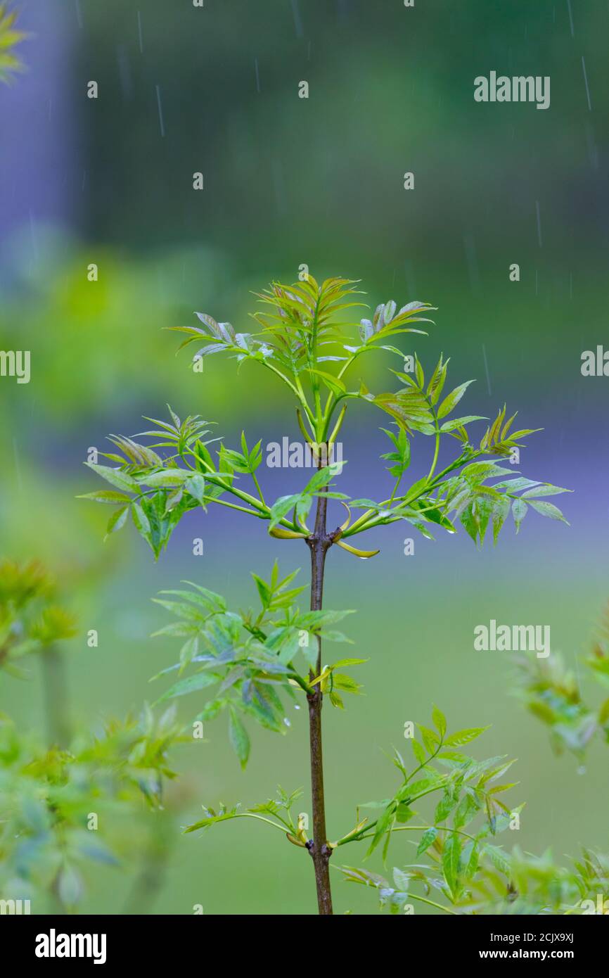 FRESNO COMUN - ASH or EUROPEAN ASH (Fraxinus excelsior Stock Photo - Alamy