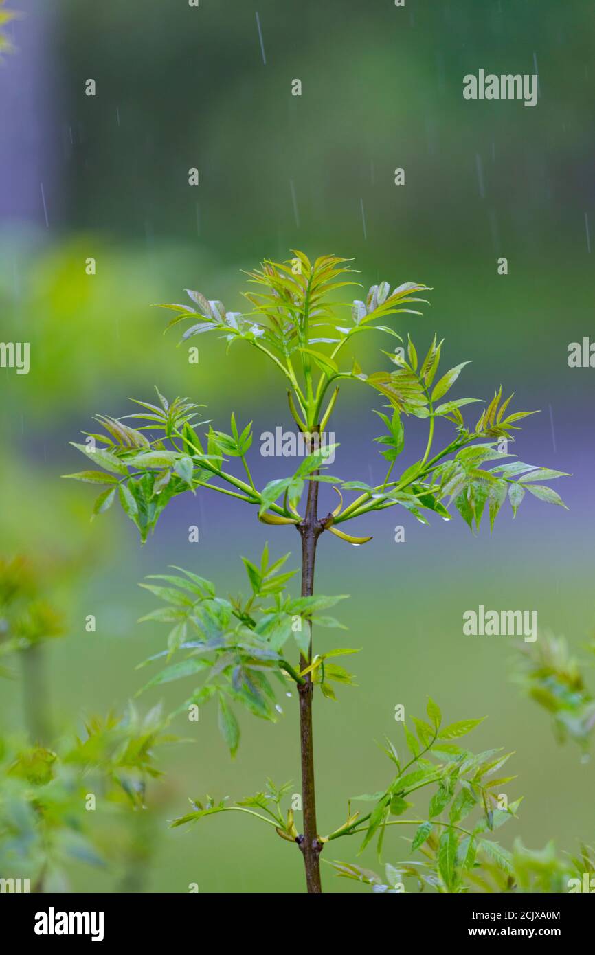 FRESNO COMUN - ASH or EUROPEAN ASH (Fraxinus excelsior Stock Photo - Alamy