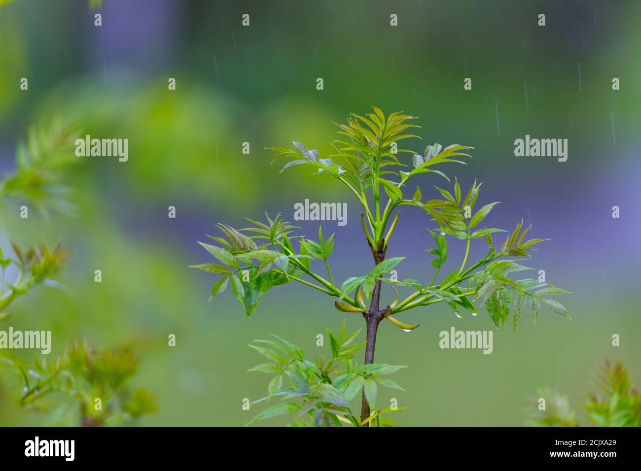 FRESNO COMUN - ASH or EUROPEAN ASH (Fraxinus excelsior Stock Photo - Alamy