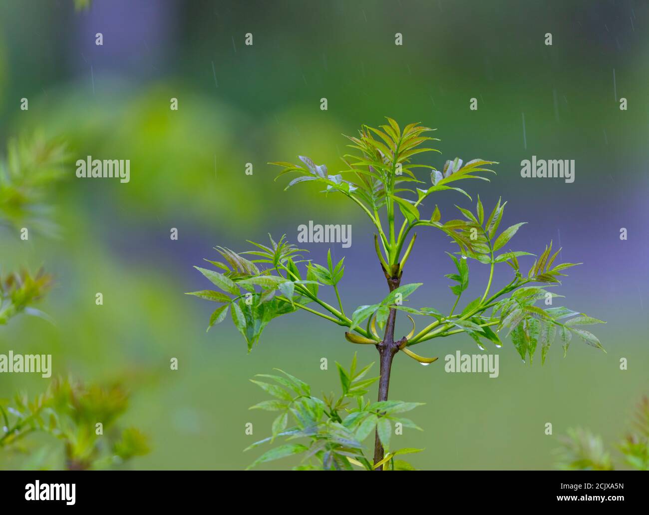 FRESNO COMUN - ASH or EUROPEAN ASH (Fraxinus excelsior Stock Photo - Alamy