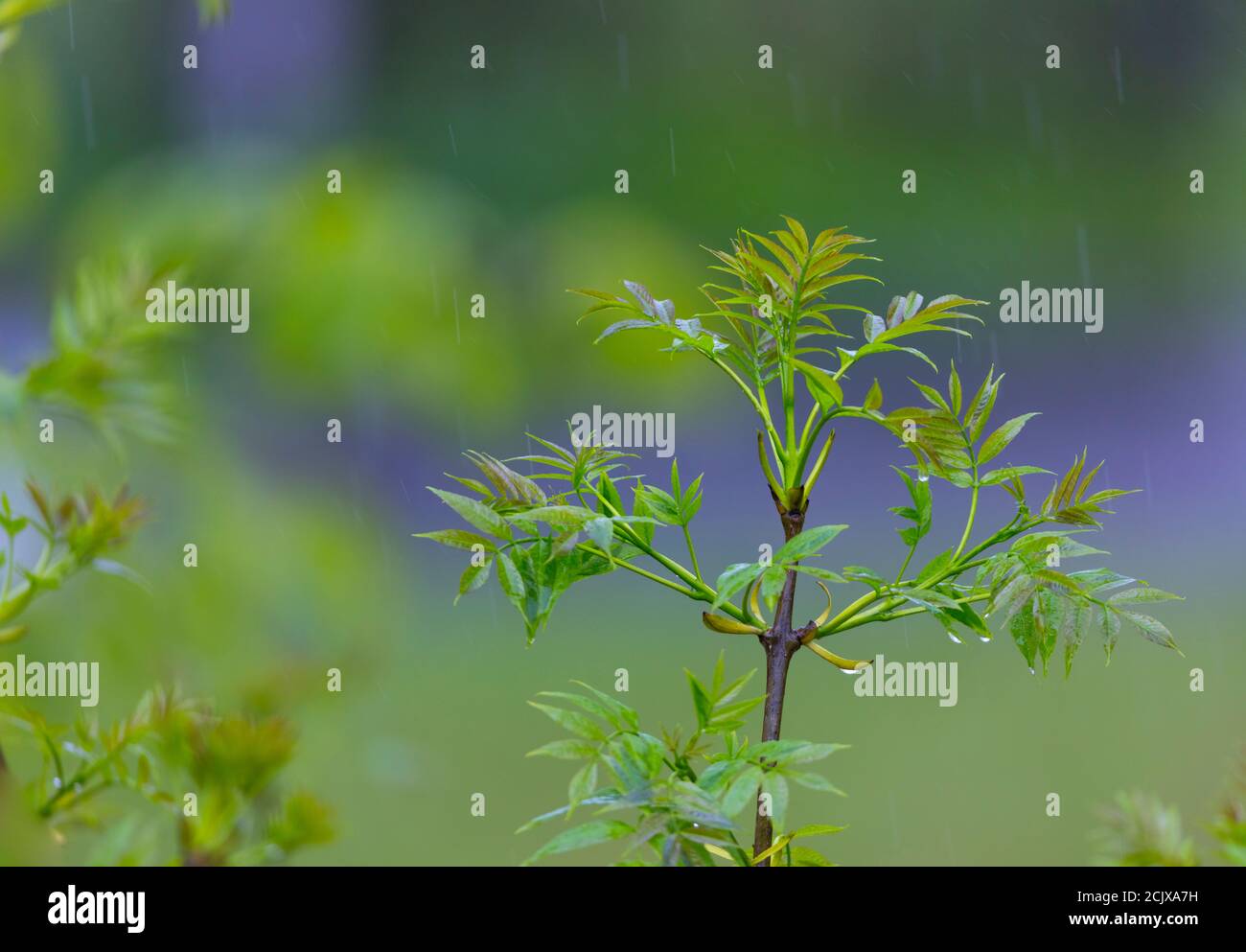 FRESNO COMUN - ASH or EUROPEAN ASH (Fraxinus excelsior Stock Photo - Alamy