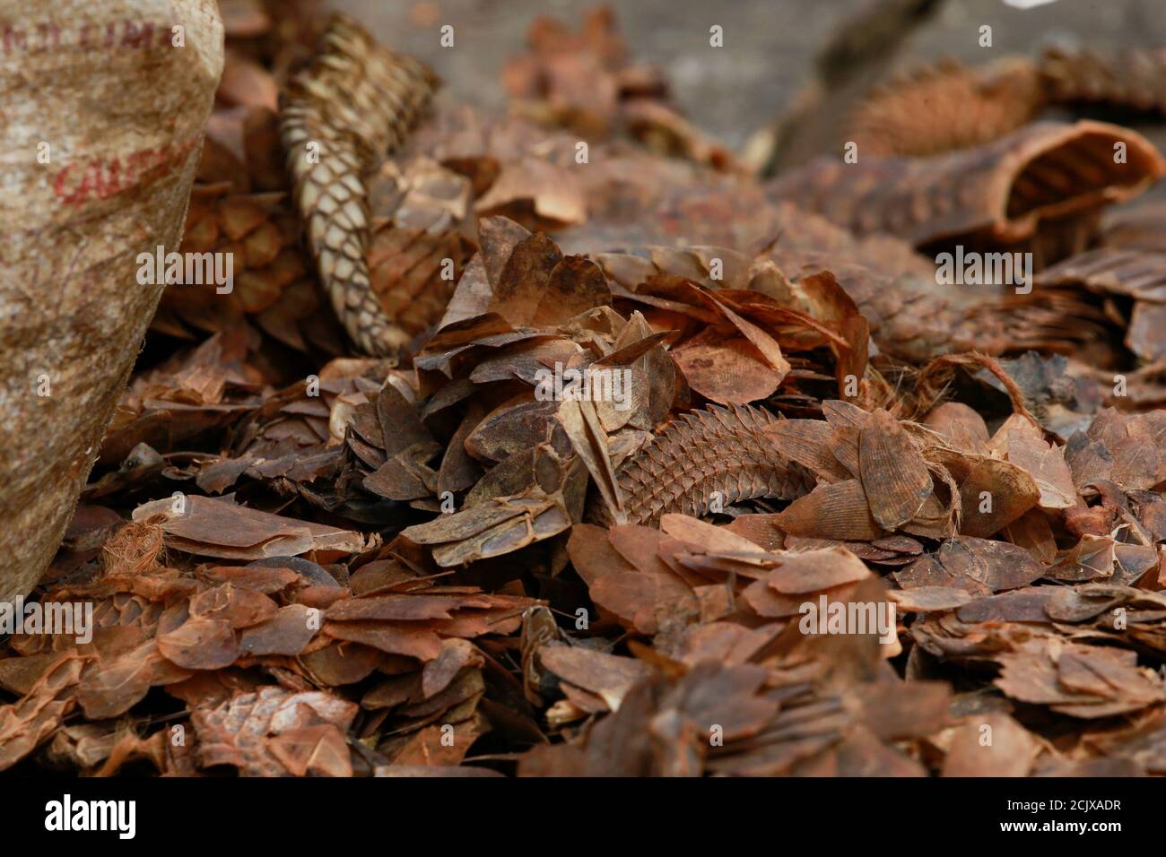 Bushmeat market, africa hi-res stock photography and images - Alamy