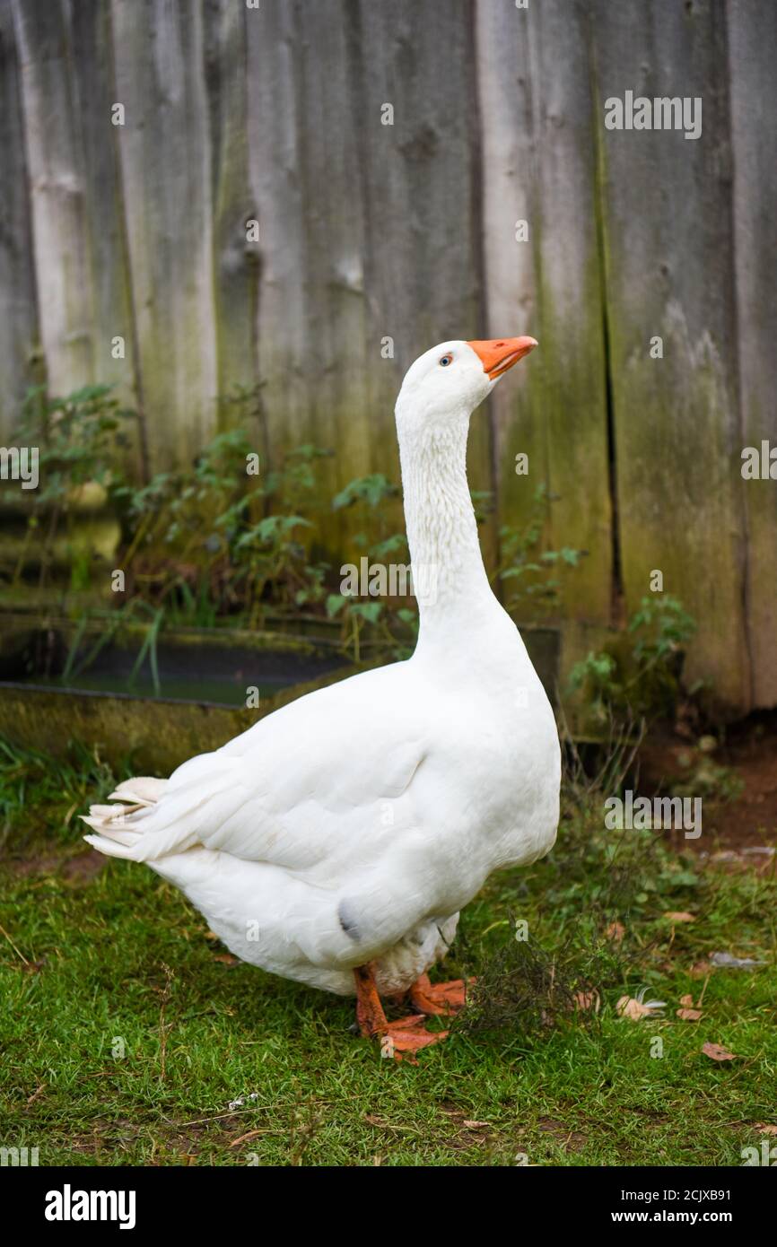 old white goose portait on nature outdoor Stock Photo - Alamy