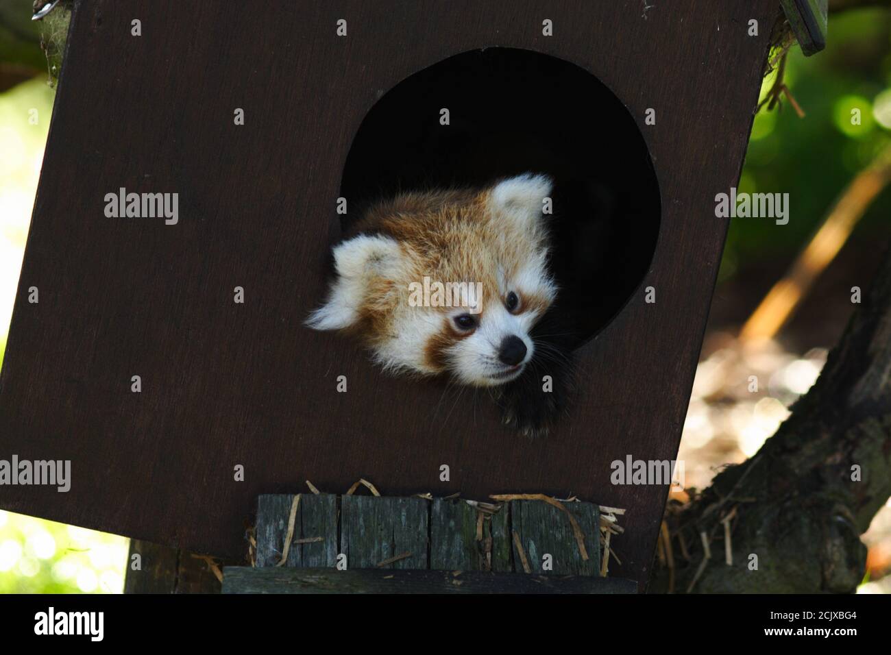 Red Panda Cub Stock Photo - Alamy