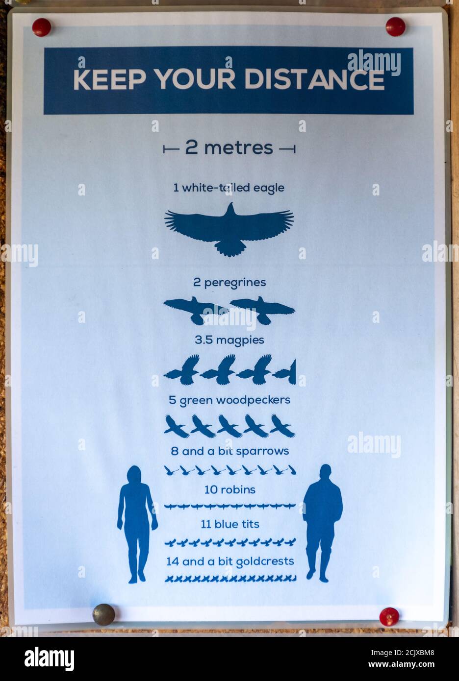 Wingspan hi-res stock photography and images - Alamy