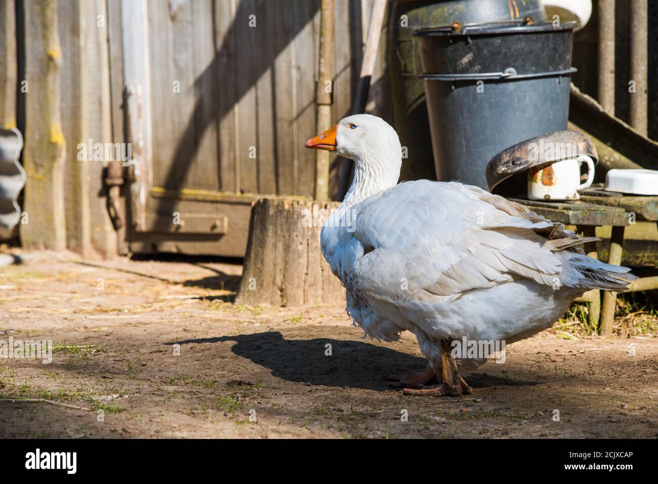 old white goose portait on nature outdoor Stock Photo - Alamy