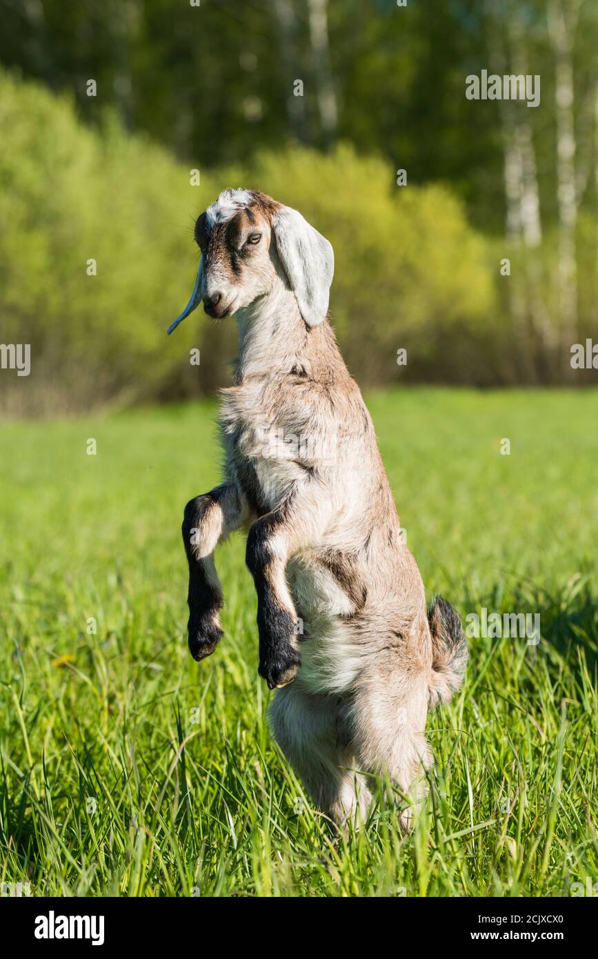 south african boer goat doeling portrait on nature Stock Photo - Alamy