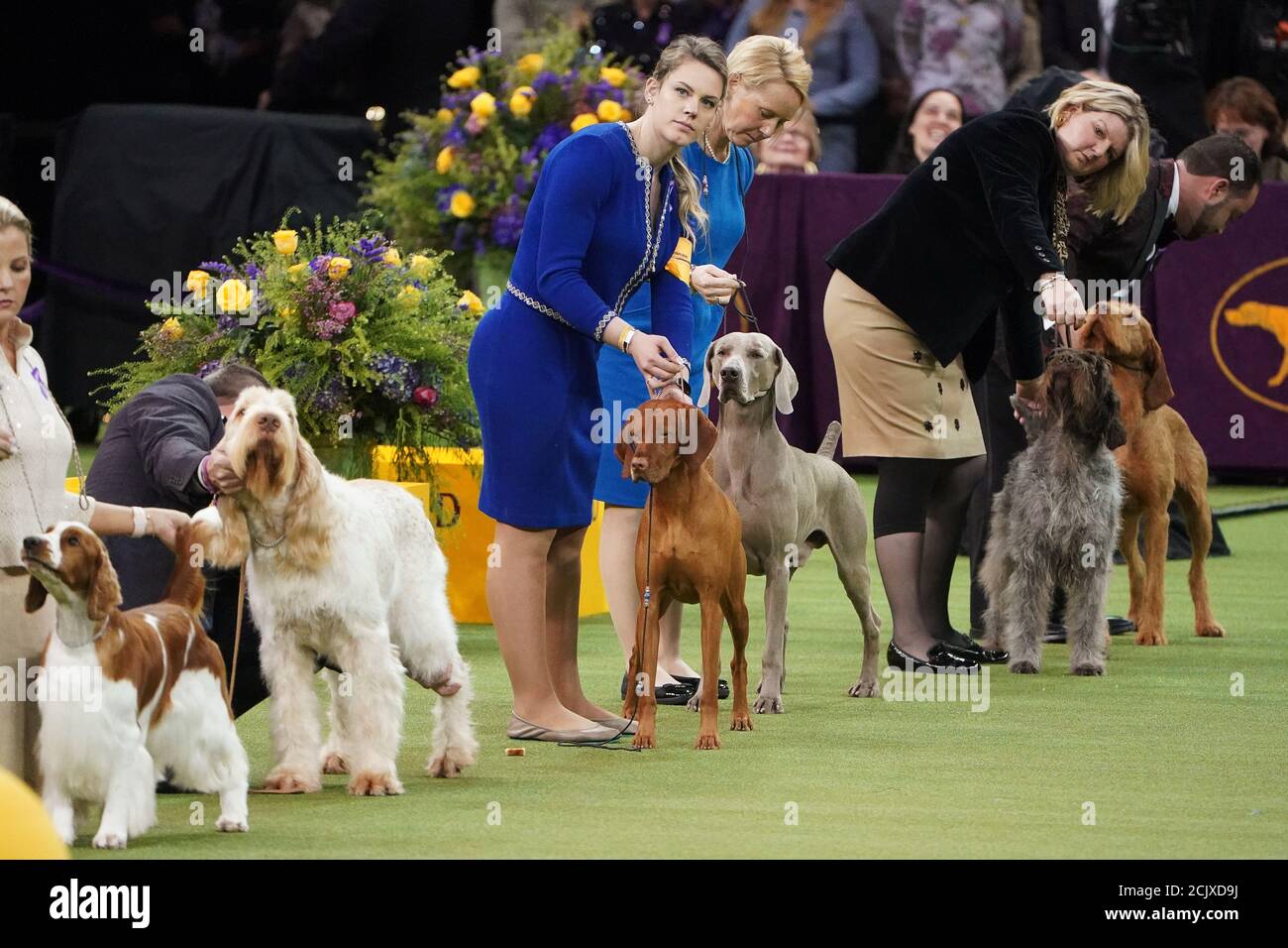 What Is A Sporting Breed Dog